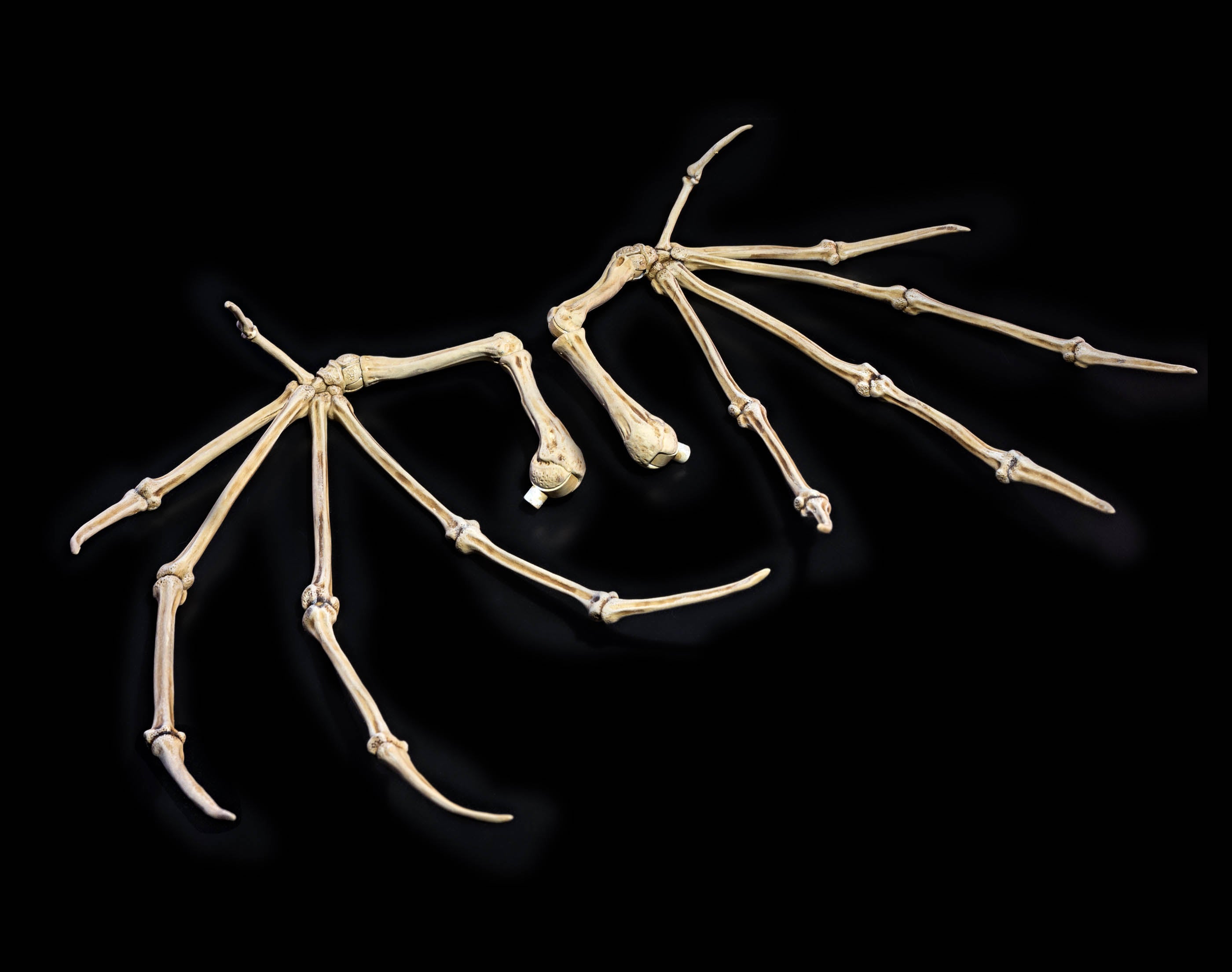 Mythic Legions All Stars 6 Bone Wings – HorseheadToys